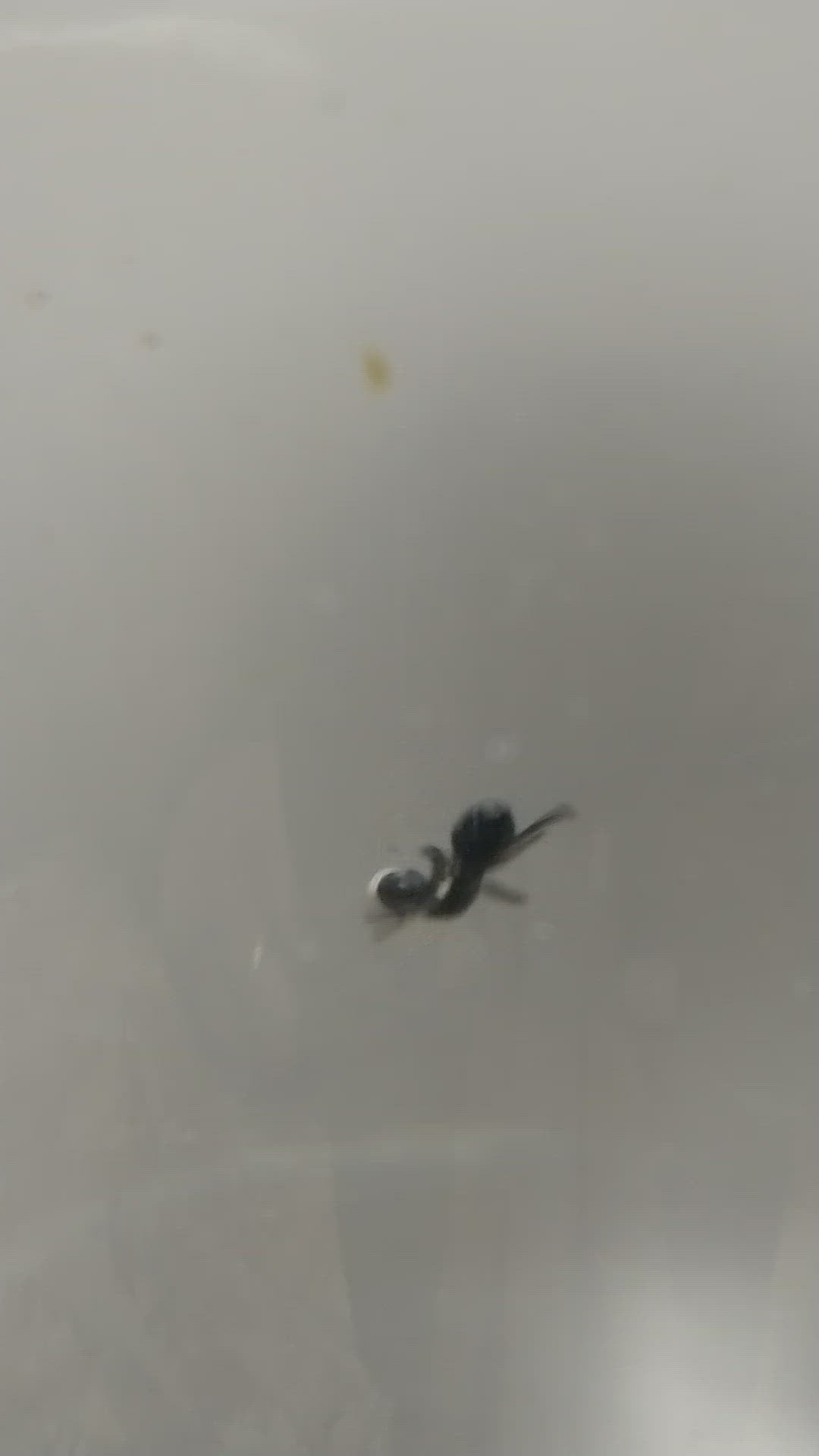 0.6" Ice Ants – Digger's Jig Tails